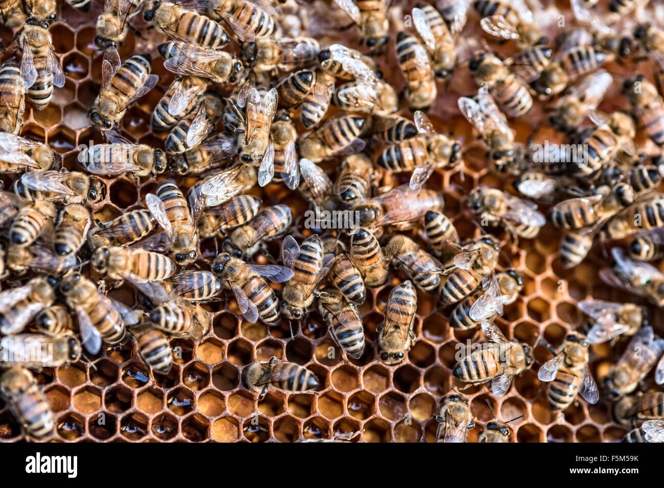 Teamwork of bees hi-res stock photography and images - Alamy