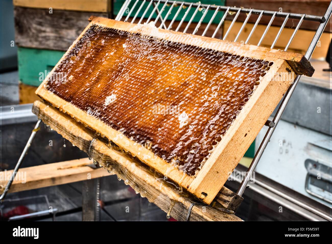 Hive frame full of honey Stock Photo - Alamy