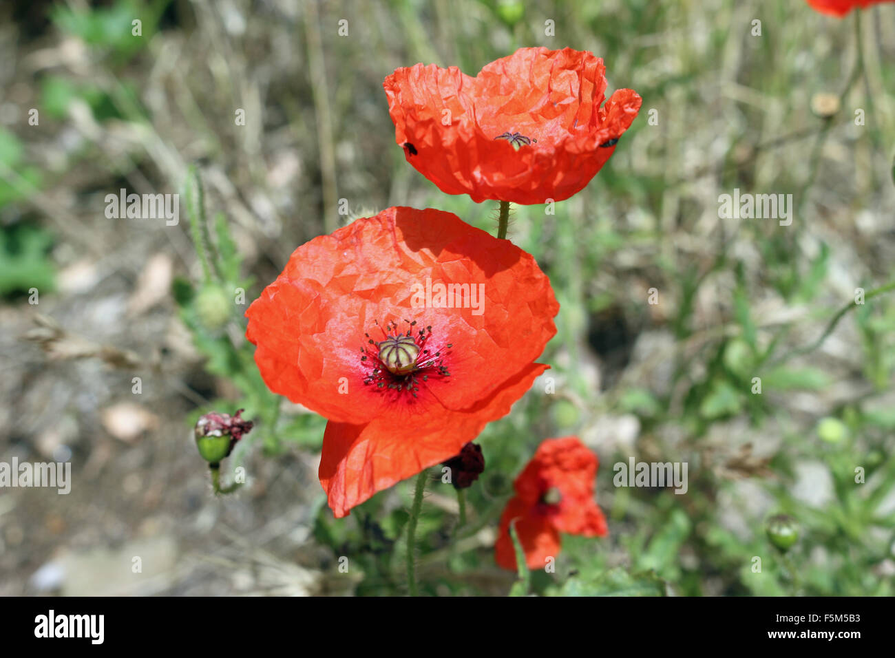 Two common red poppies, Papaver rhoeas, with blurred background of ...