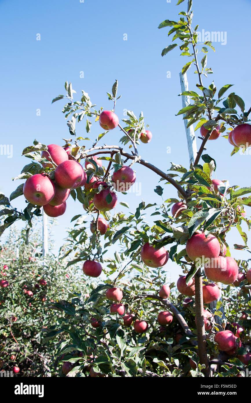 Ripe apples on tree Stock Photo - Alamy