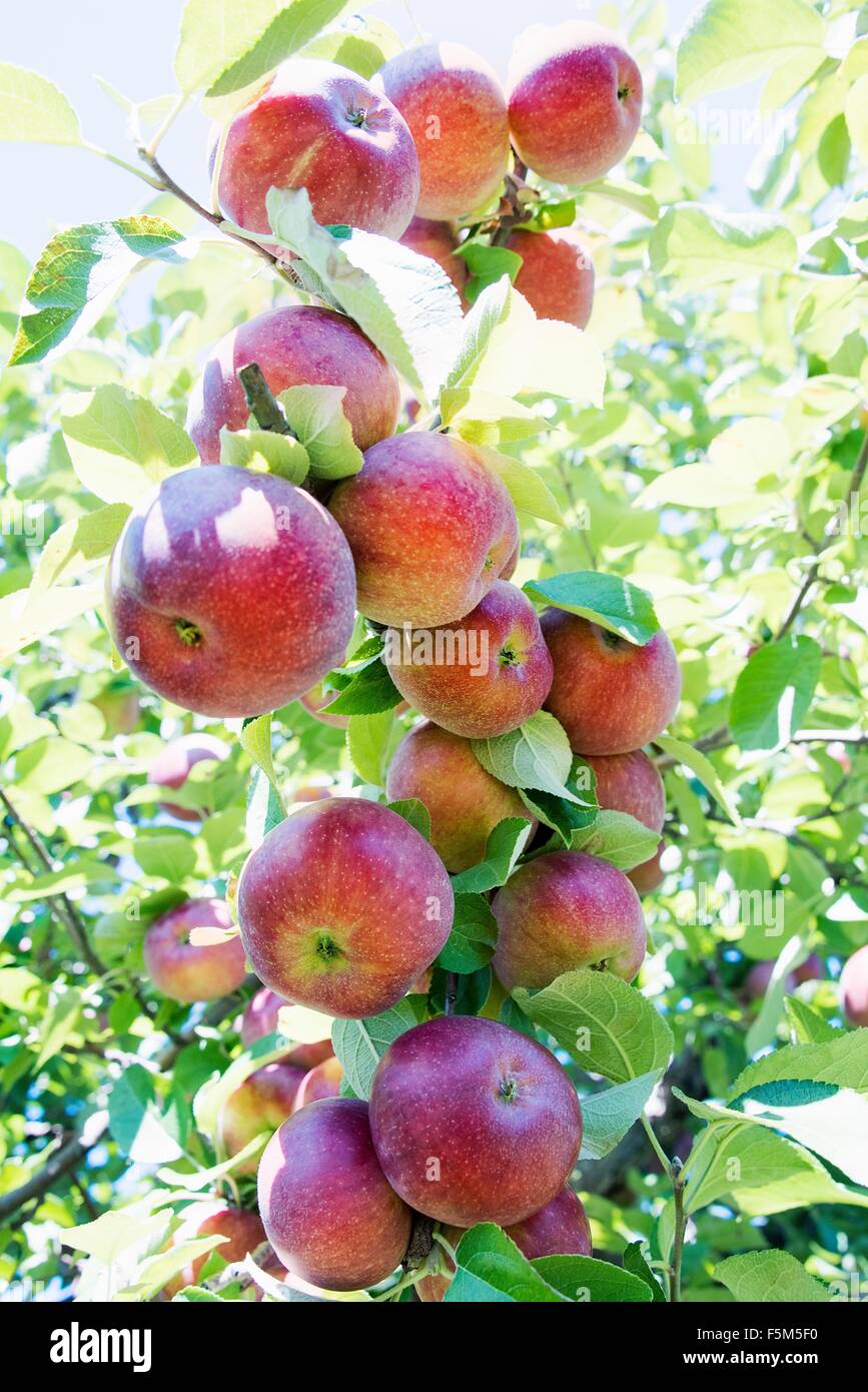 Ripe and luscious hi-res stock photography and images - Alamy