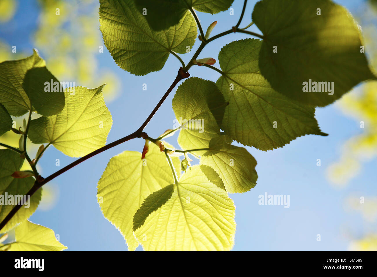 Leaved lime leaf hi-res stock photography and images - Alamy