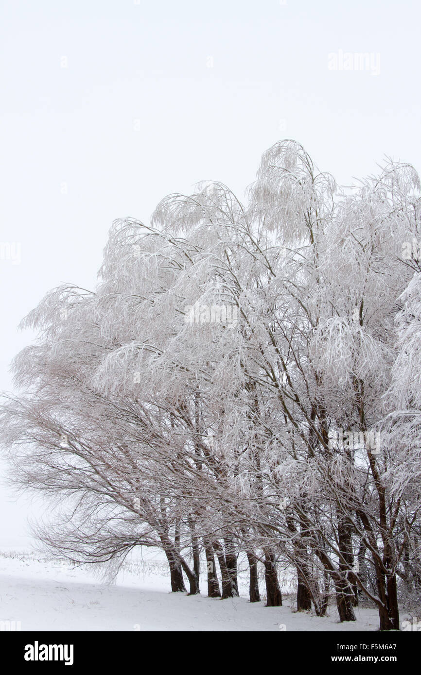 Trees covered in snow and ice Stock Photo - Alamy