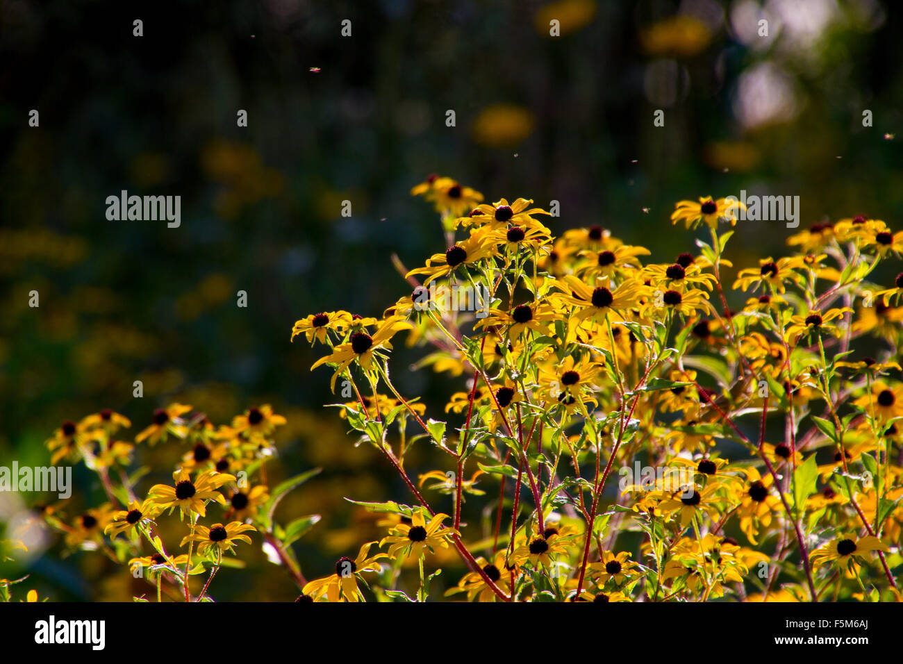American wildflowers hi-res stock photography and images - Alamy
