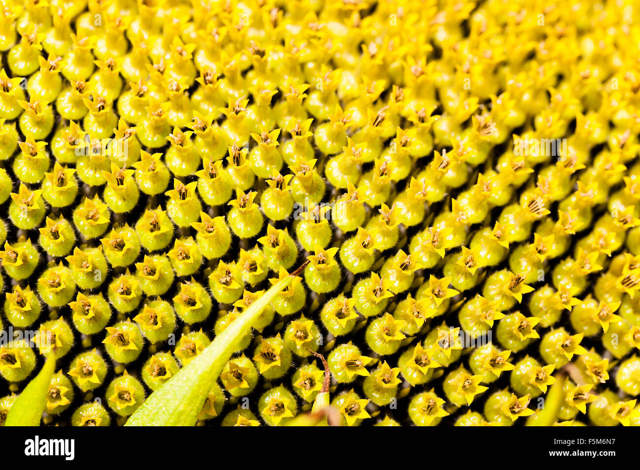 Corolla of flower hi-res stock photography and images - Alamy