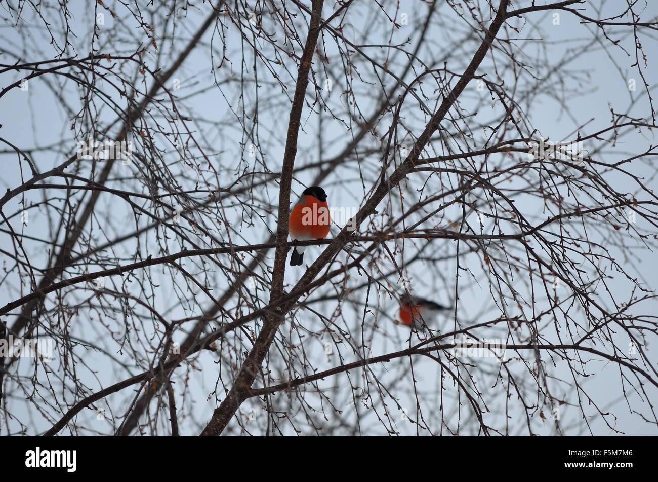 small red bird in tree in the cold northern winter Stock Photo - Alamy