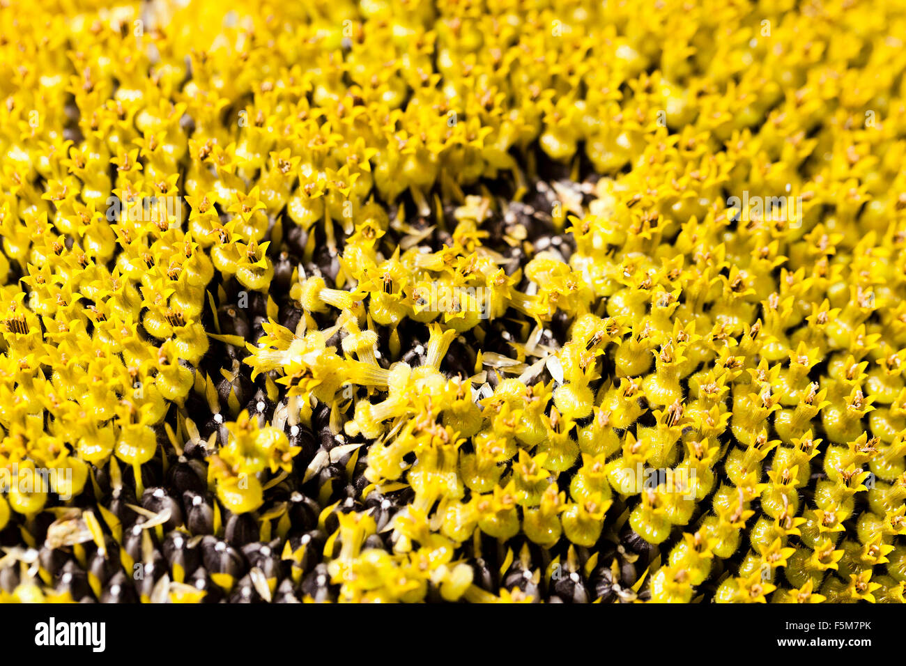 Sunflower seeds corolla hi-res stock photography and images - Alamy