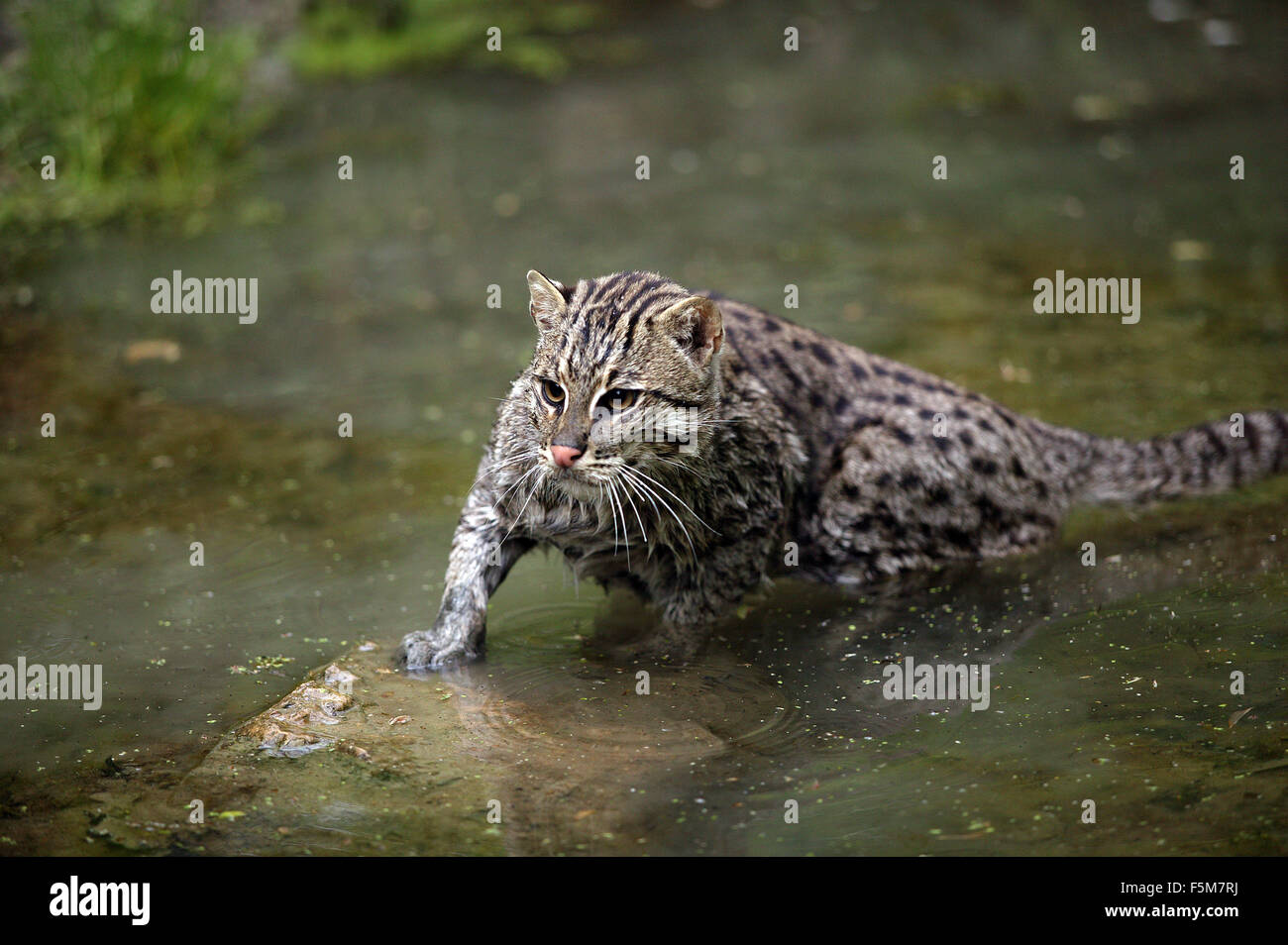 Prionailurus viverrinus water hi-res stock photography and images - Alamy