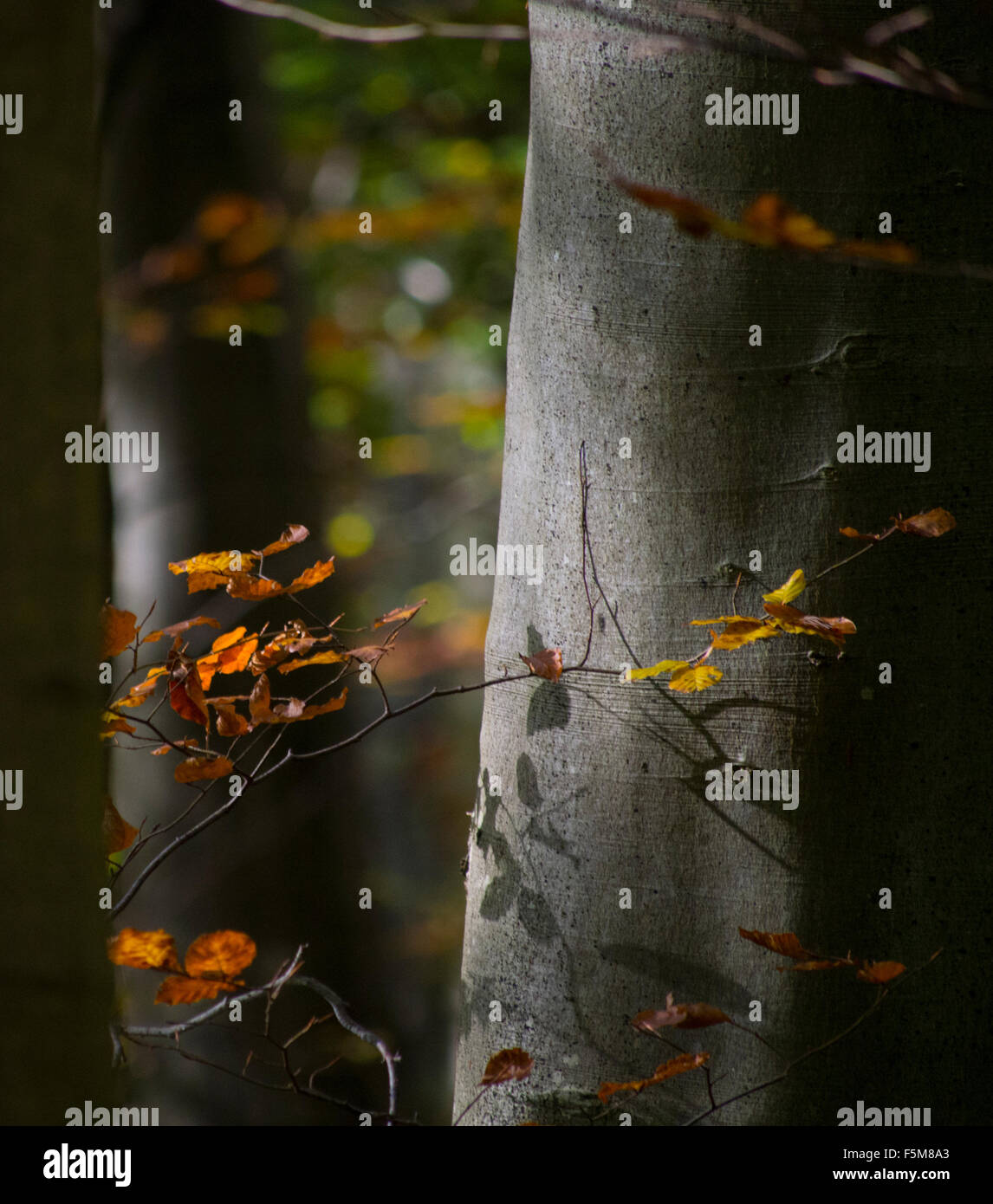 Signs of autumn hi-res stock photography and images - Alamy