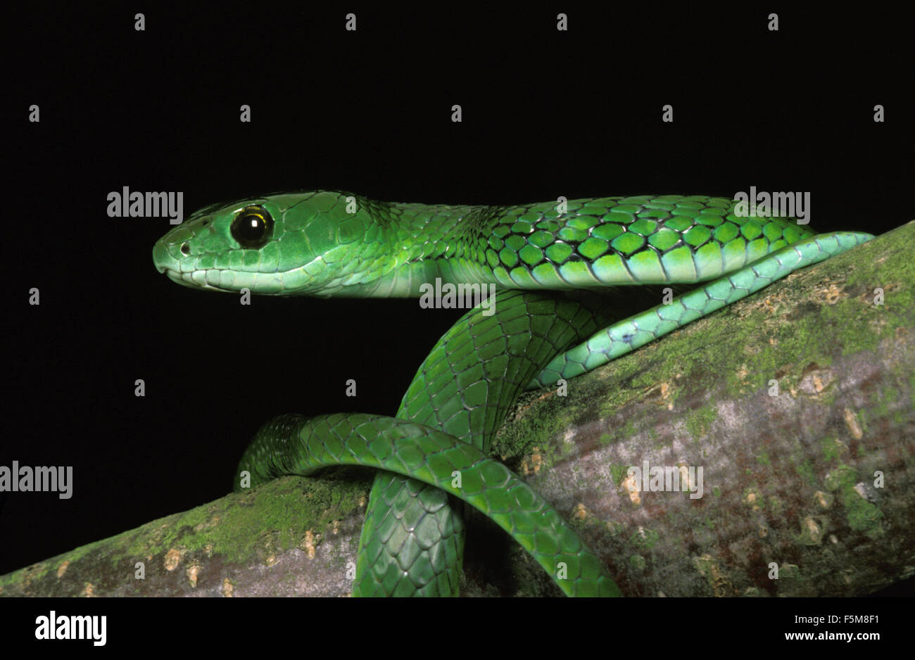 Spotted Bush Snake, philothamnus semivariegatus Stock Photo - Alamy