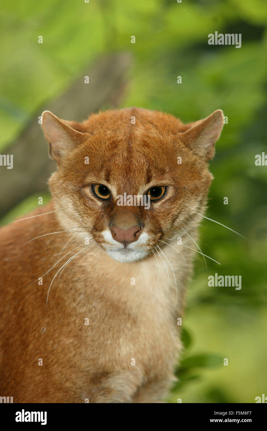 Jaguarundi, herpailurus yaguarondi, Portrait of Adult Stock Photo - Alamy