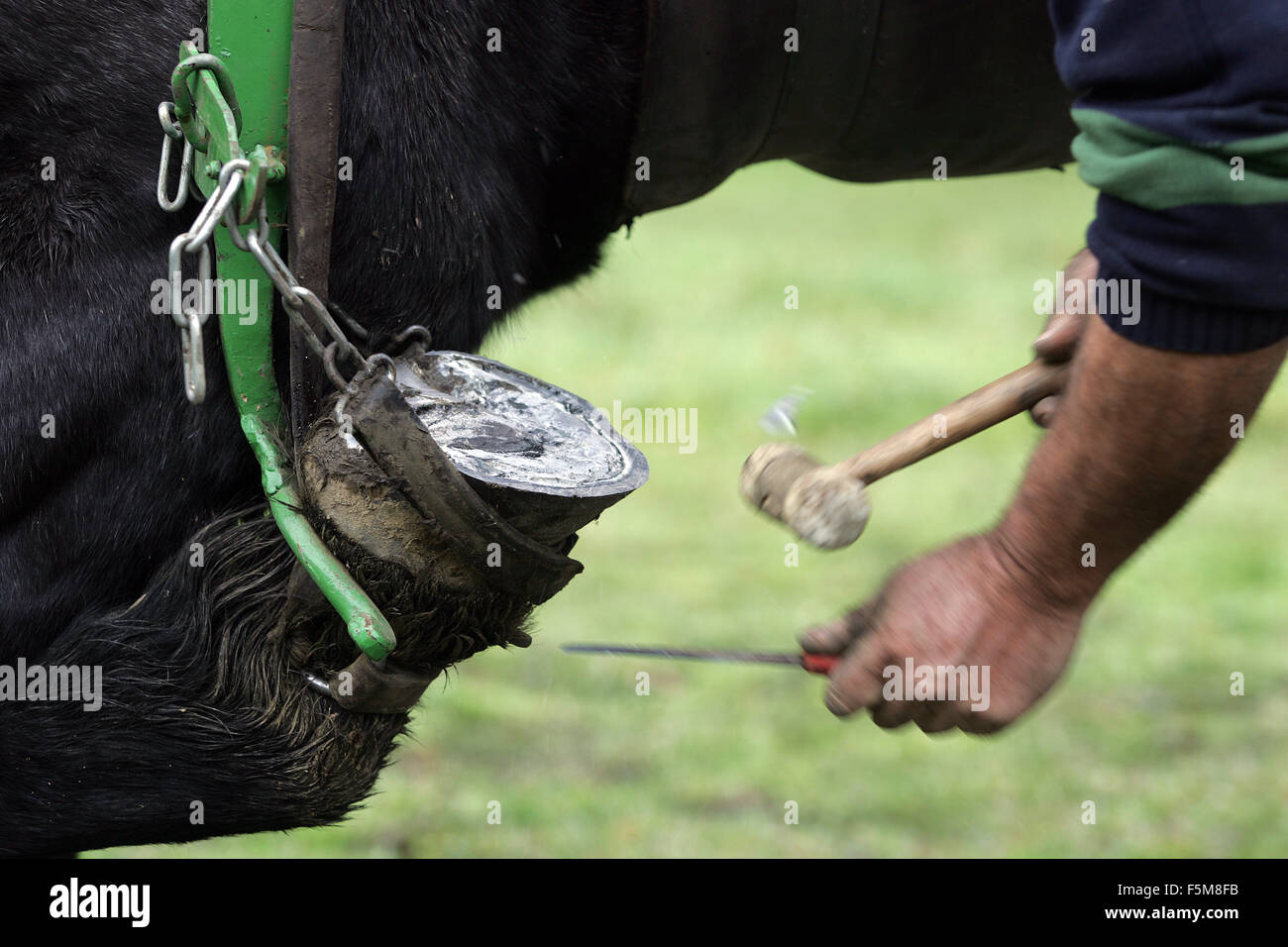 Blacksmith Shoeing Draft horse Stock Photo - Alamy