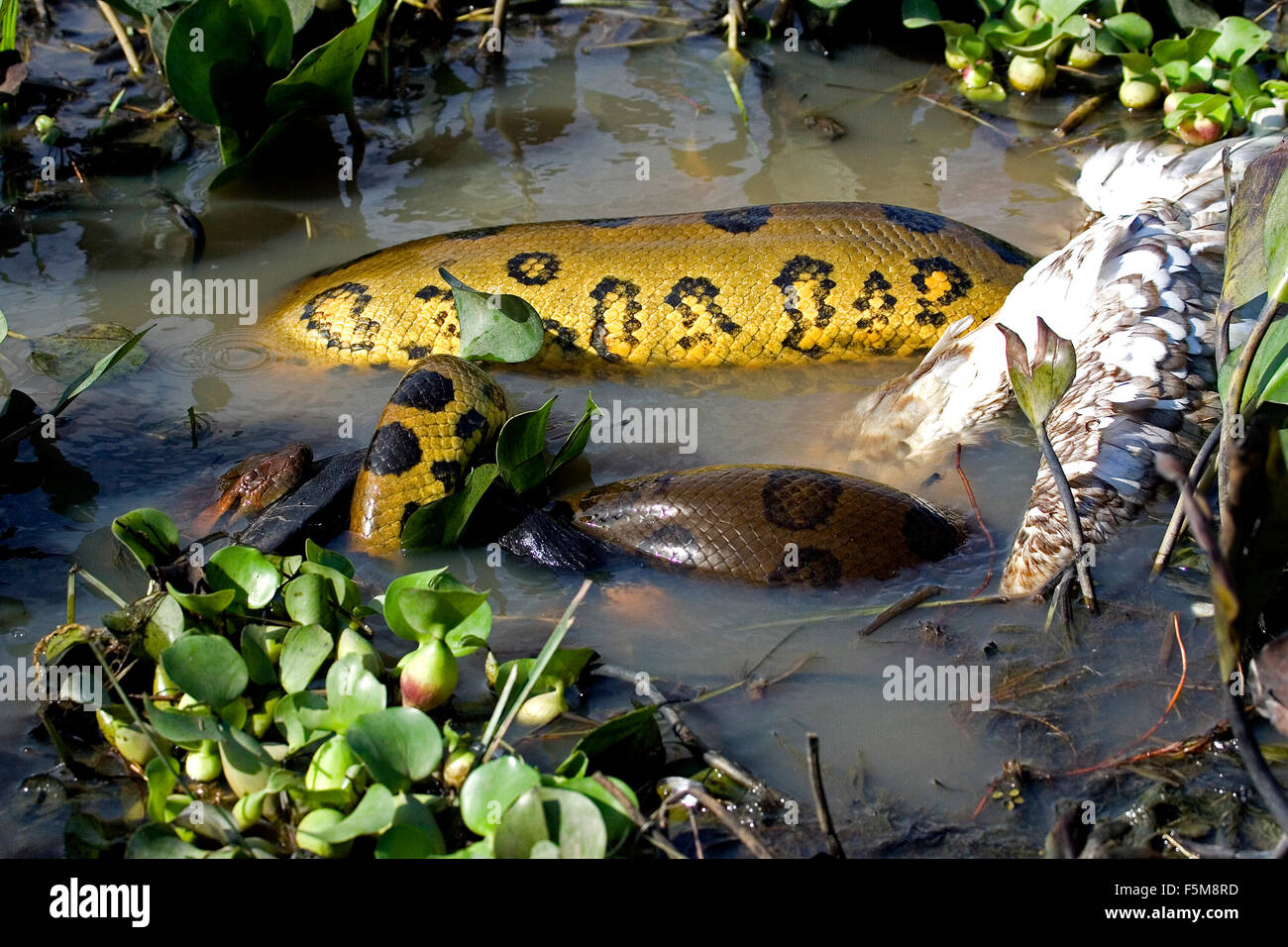 Green anaconda eunectes murinus hi-res stock photography and images - Alamy
