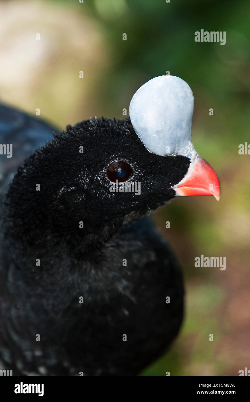 Black curassow hi-res stock photography and images - Alamy
