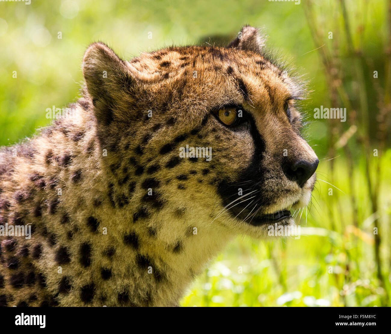 Close up cheetah head mouth hi-res stock photography and images - Alamy