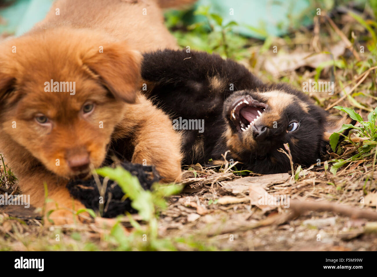 Cute stray puppies playing Stock Photo - Alamy