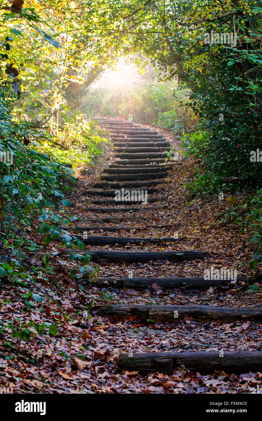 Magical light hi-res stock photography and images - Alamy