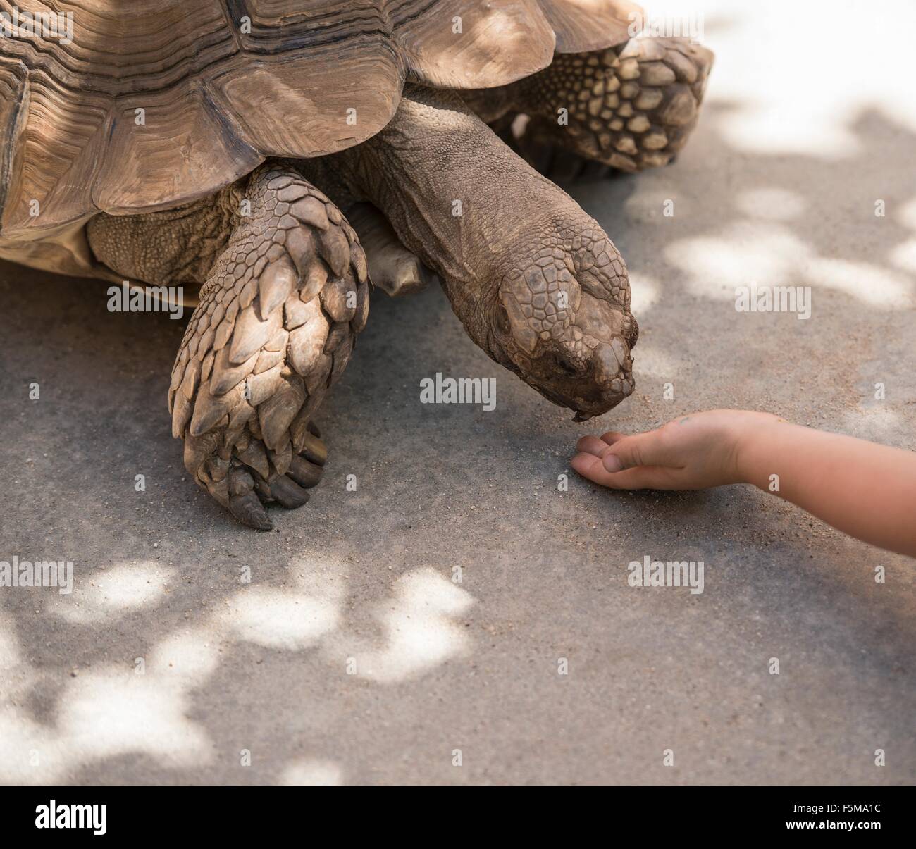 Young boy holding out hand to feed tortoise Stock Photo - Alamy