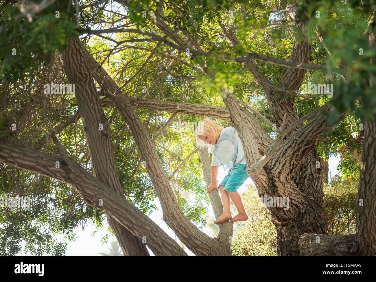 Boy climbing tree boys High Resolution Stock Photography and Images - Alamy