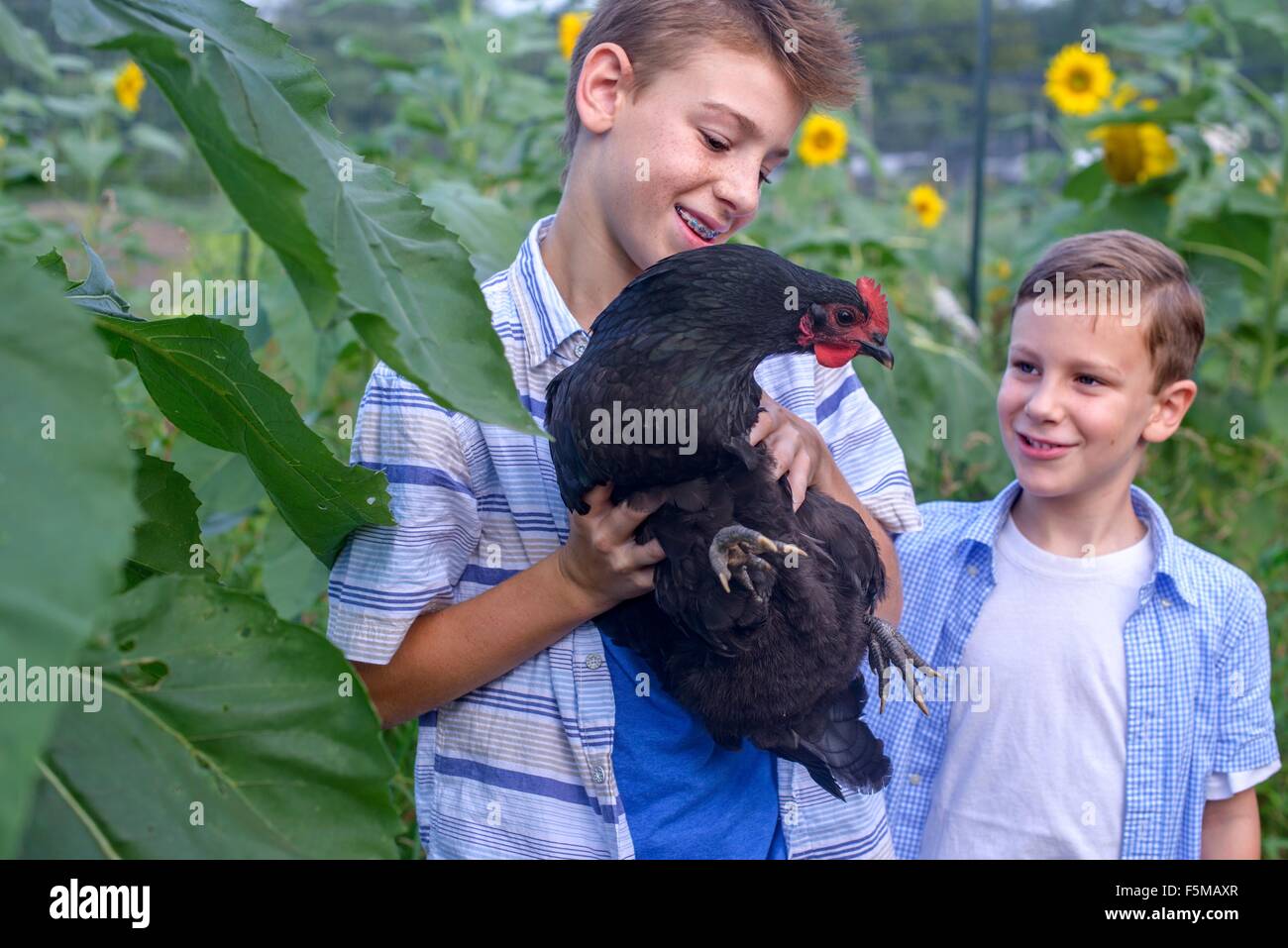Portrait of brothers in field holding hen Stock Photo - Alamy
