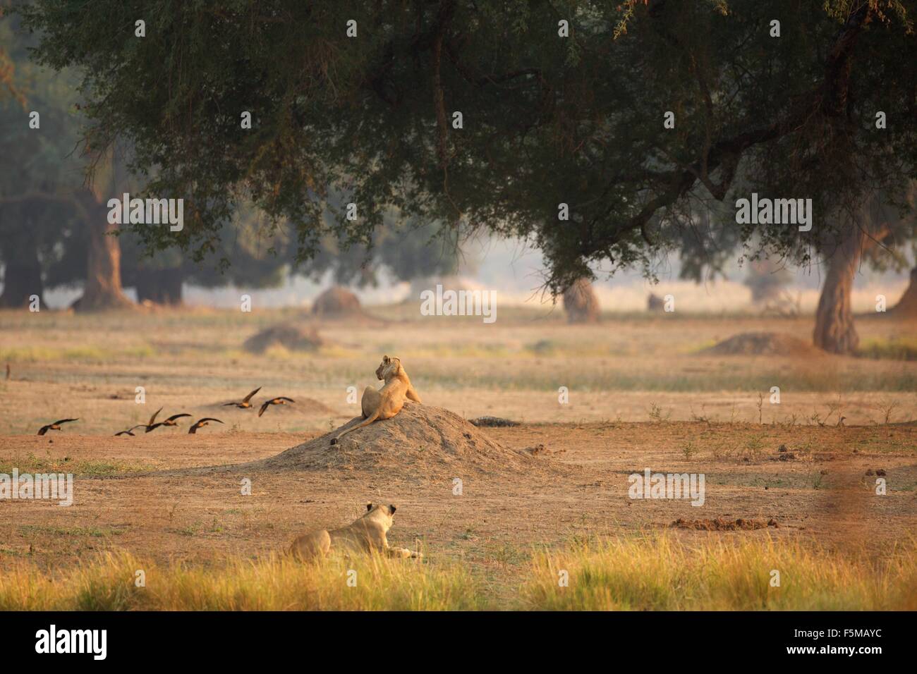 Lionesses (Panthera leo), rear view, Mana Pools National Park, Zimbabwe ...