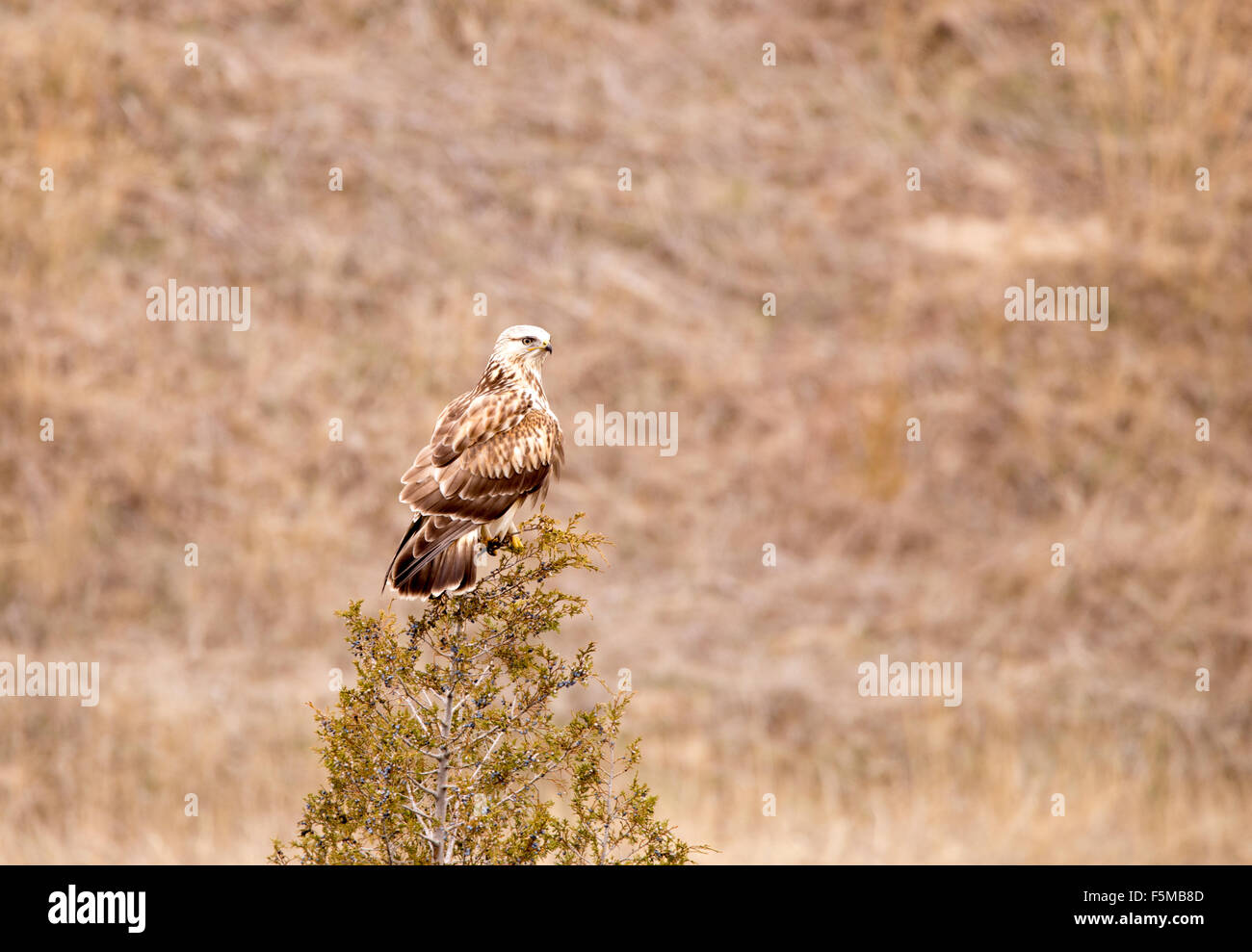 Hawk sitting in a tree staring at the landscape Stock Photo - Alamy