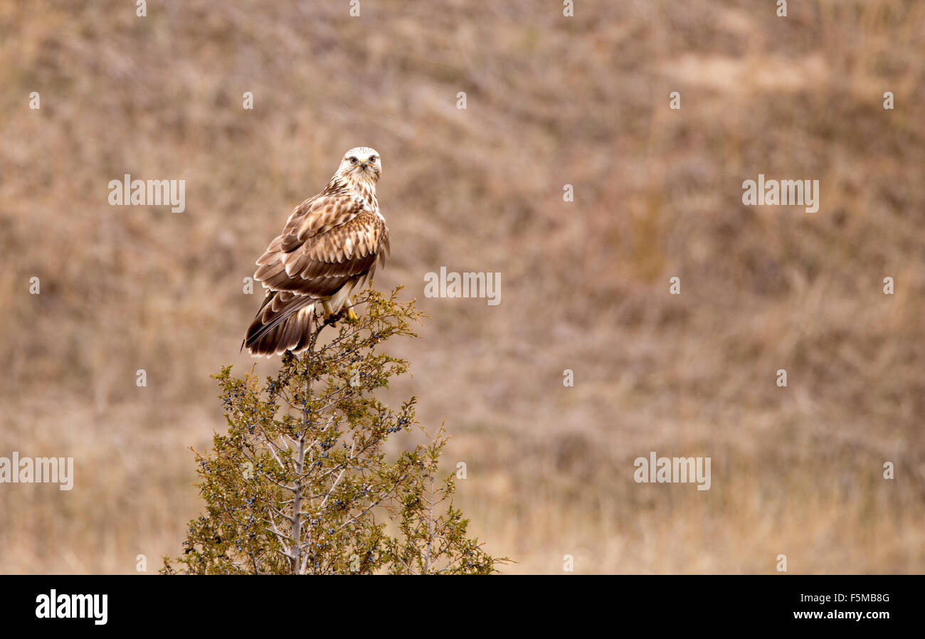 Hawk sitting in a tree staring at the landscape Stock Photo - Alamy