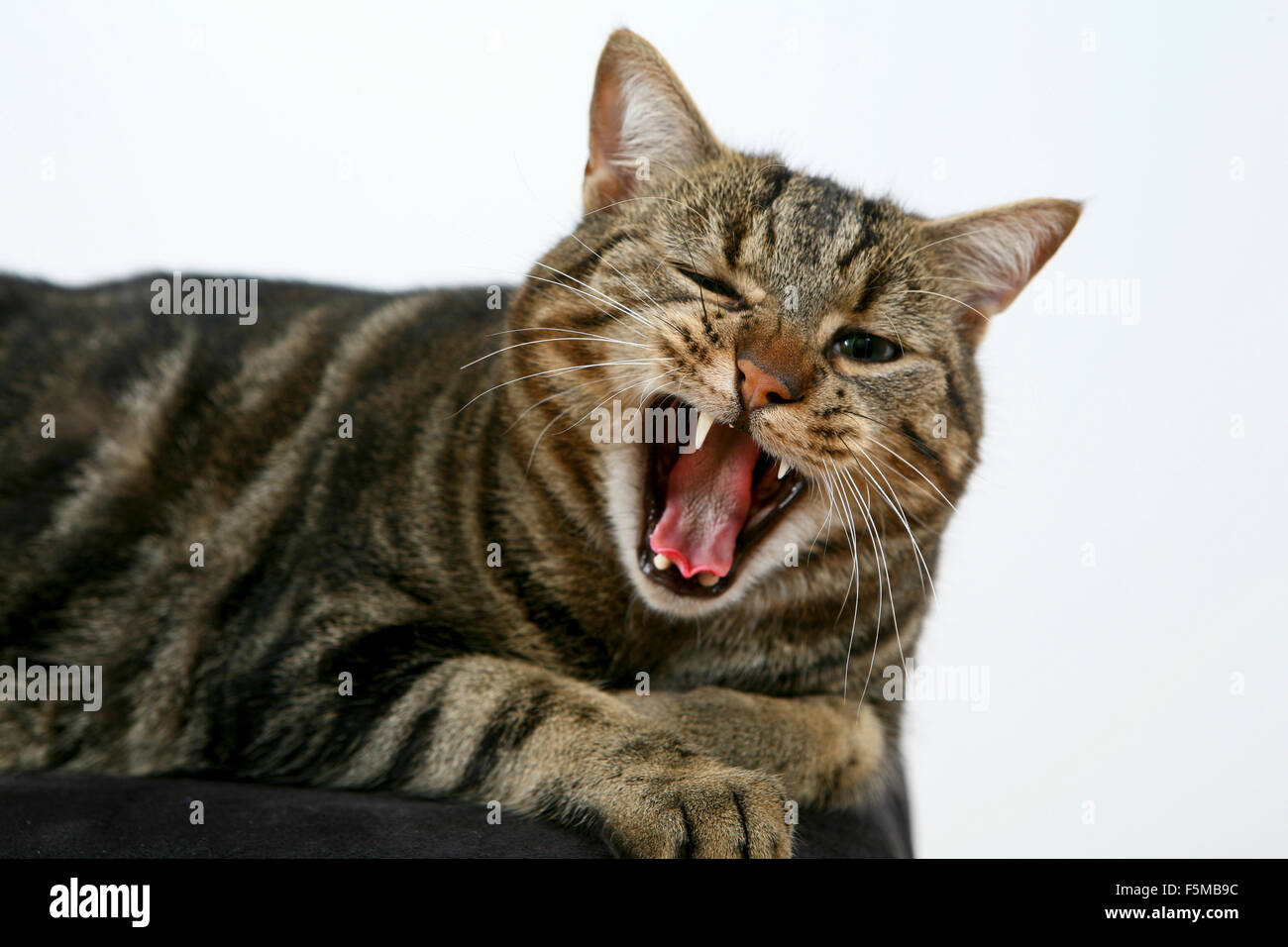 Humor animales hi-res stock photography and images - Alamy