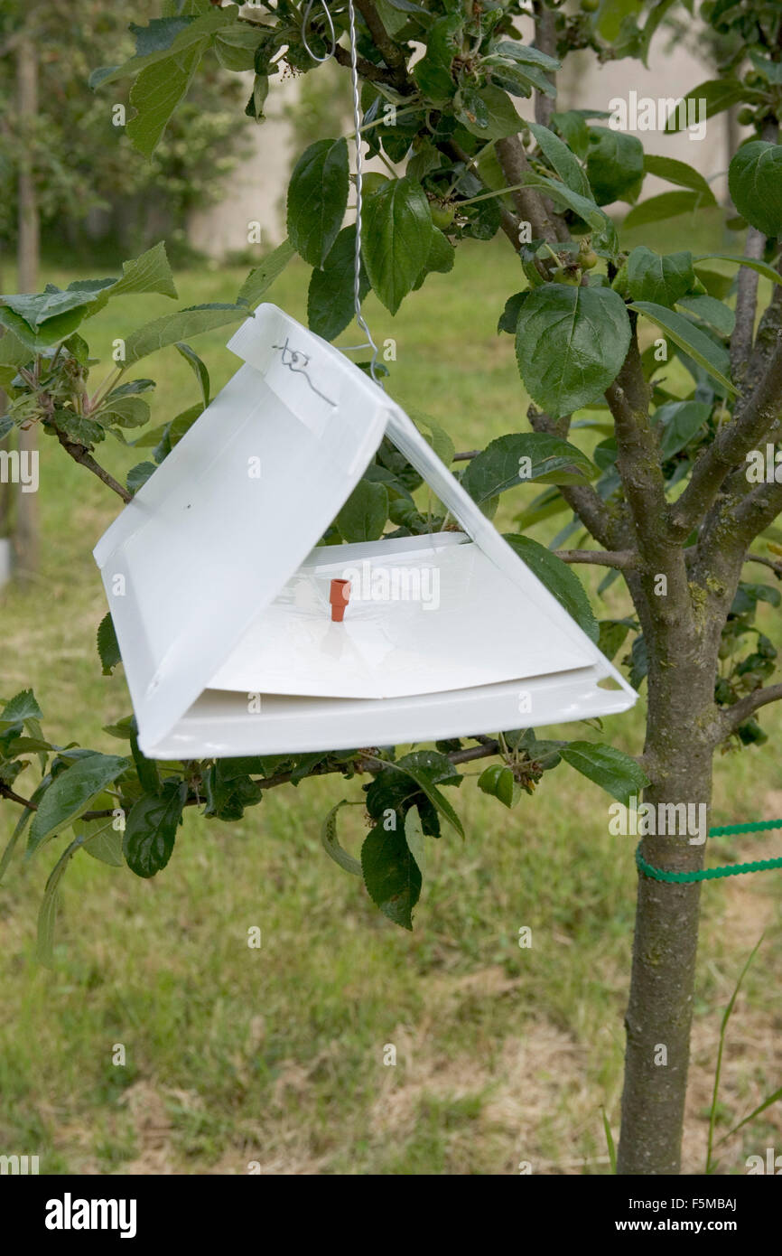 Moth traps hi-res stock photography and images - Alamy