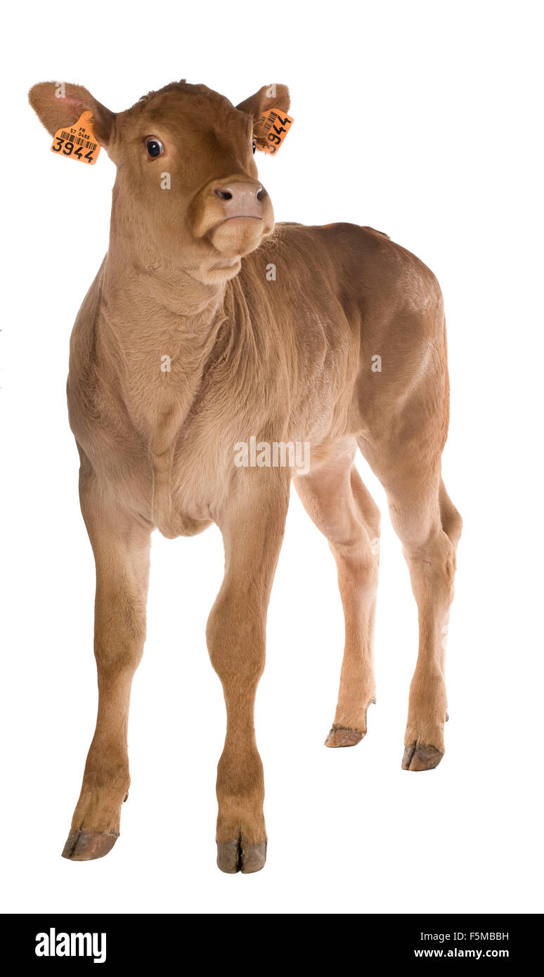 Breeding calves Cut Out Stock Images & Pictures - Alamy