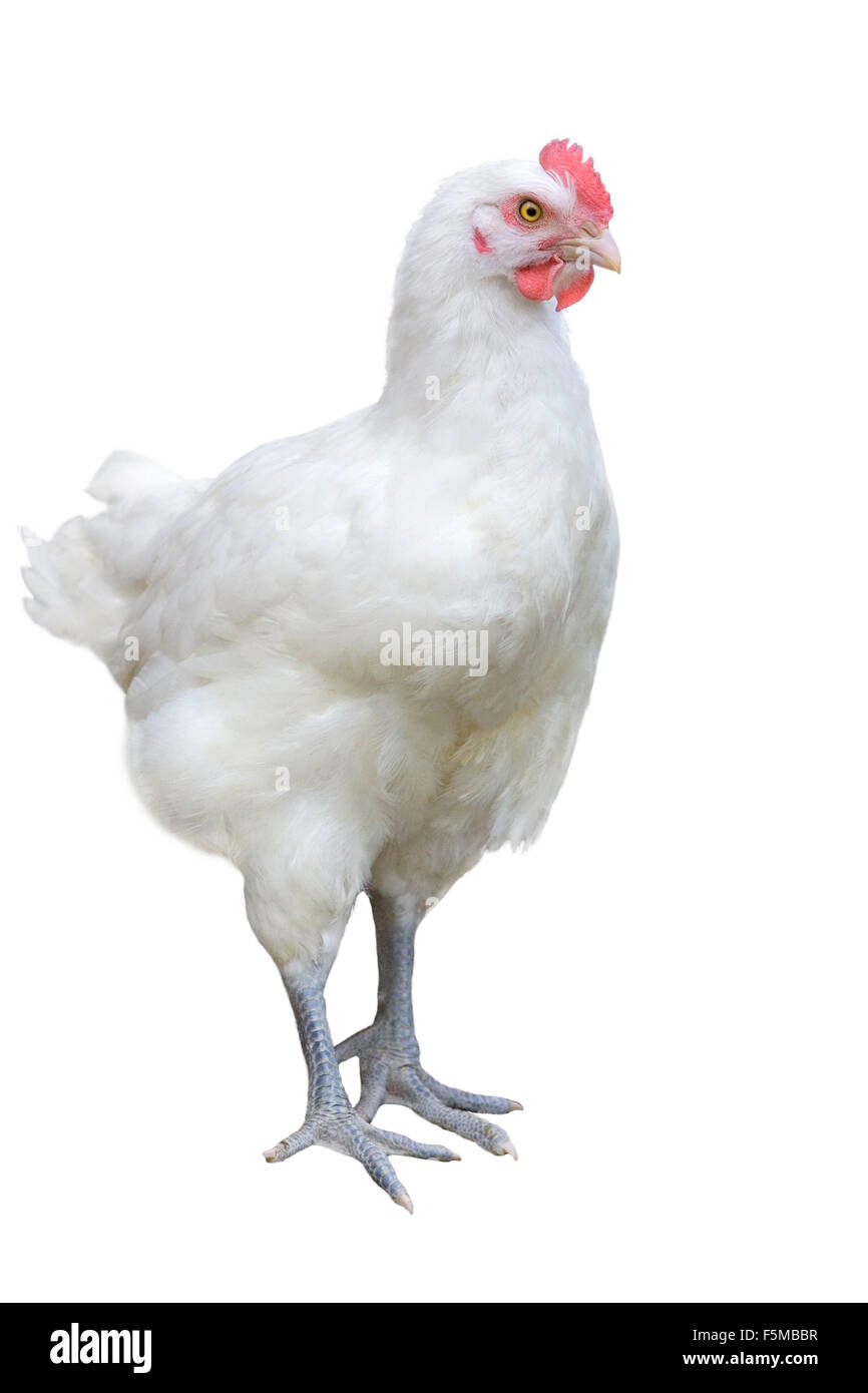 Poultry: Bresse chicken Stock Photo - Alamy