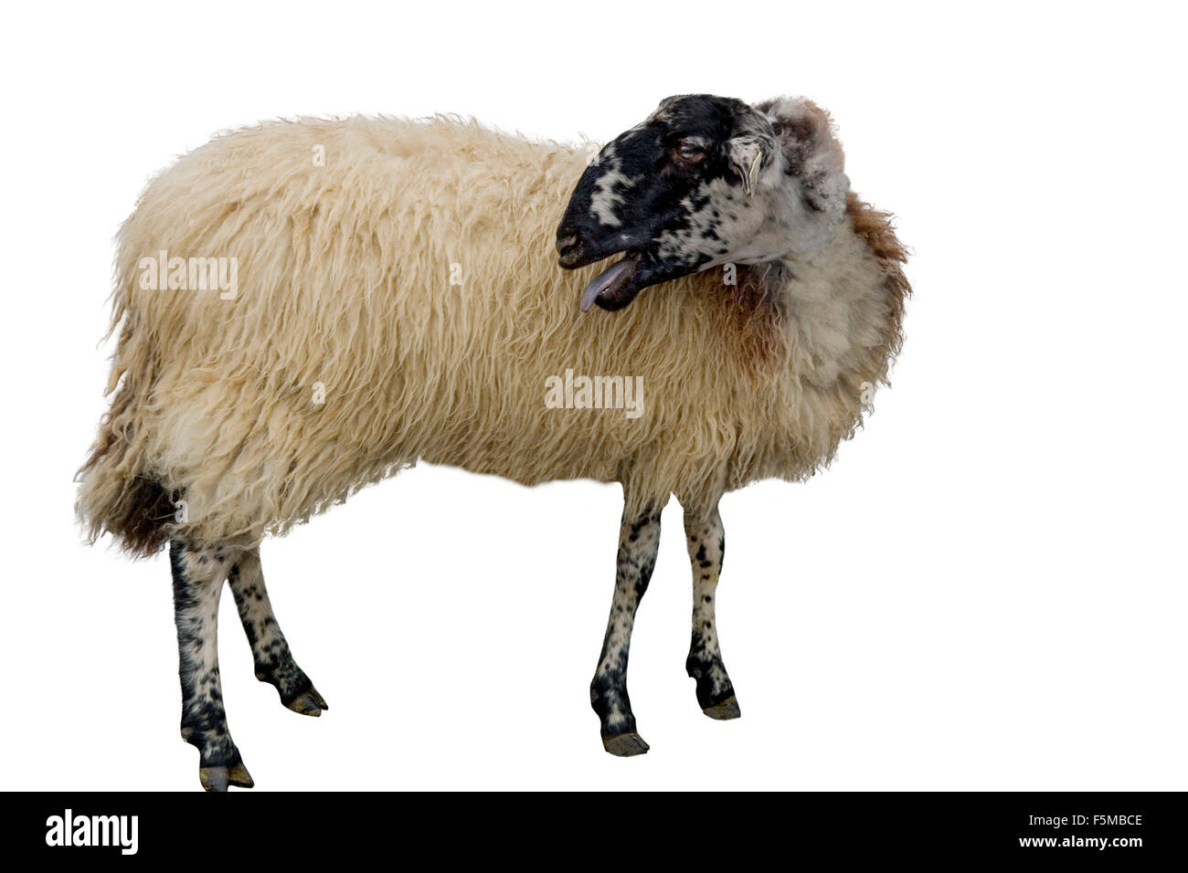 Ewe picture Cut Out Stock Images & Pictures - Alamy