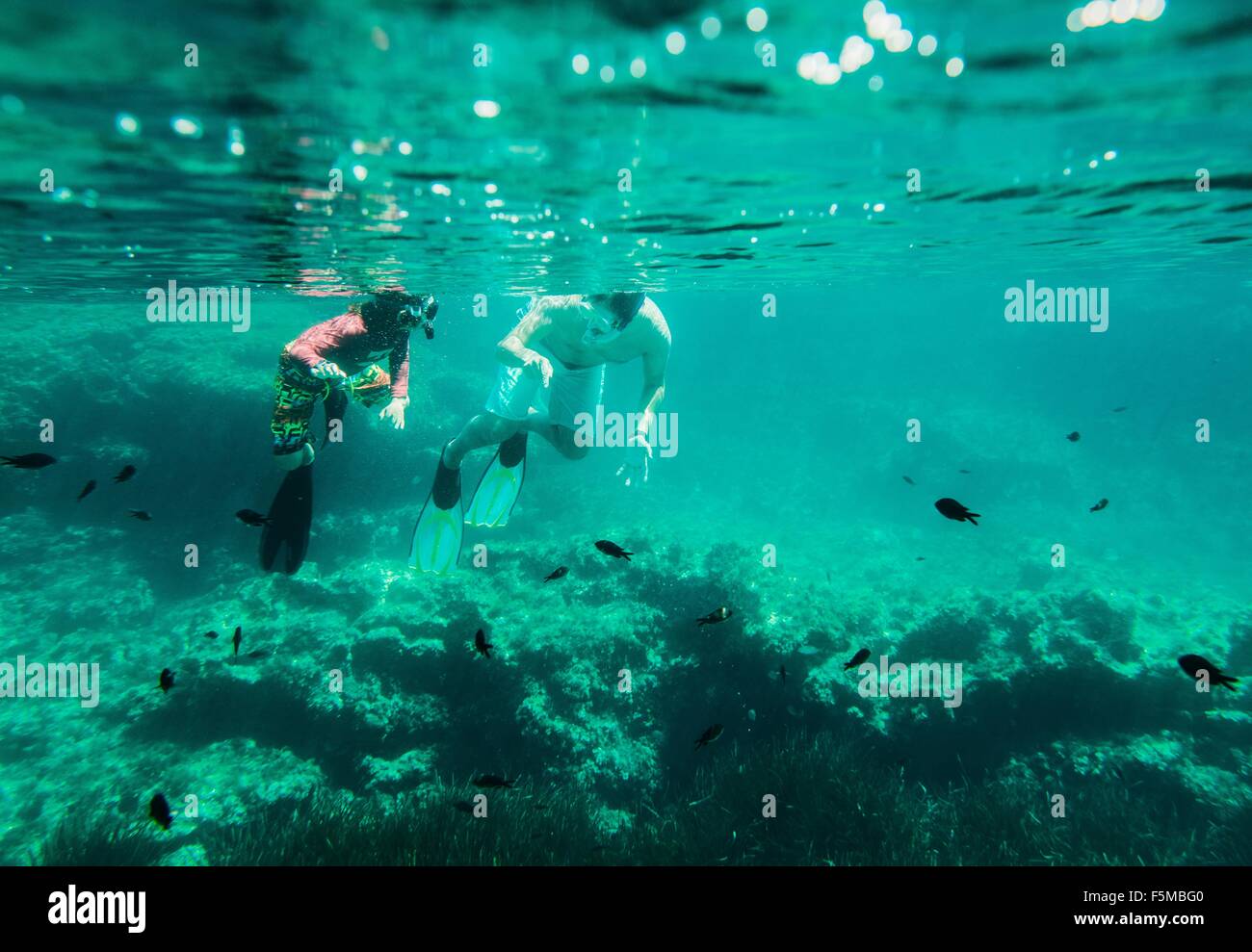 Coral Reefs Menorca Spain