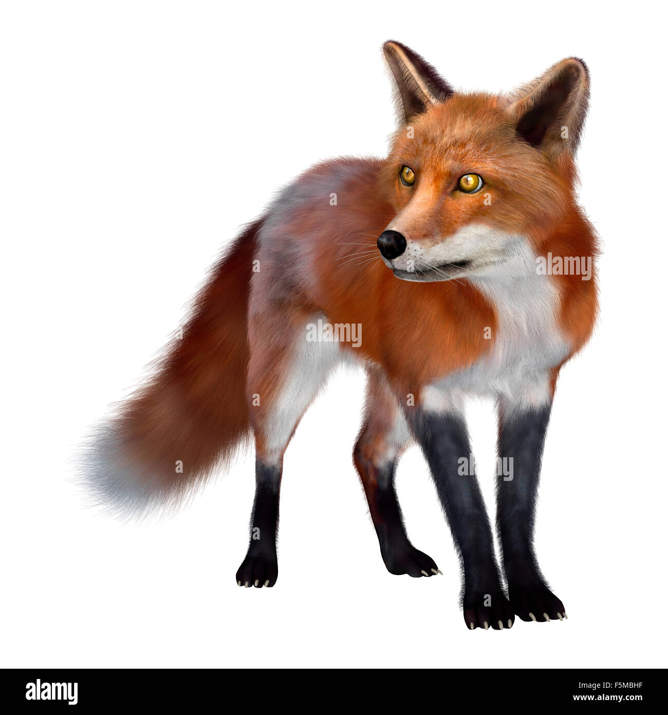3D digital render of a red fox isolated on white background Stock Photo ...