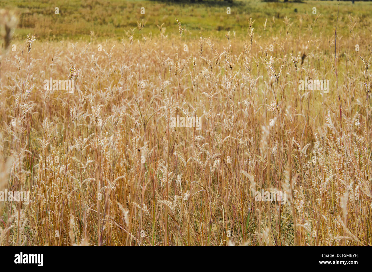Wild grasses turn brown in fall in a Colorado meadow Stock Photo - Alamy