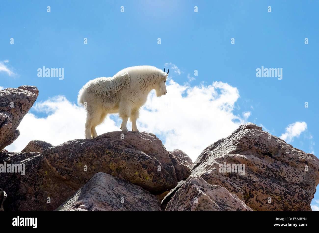 A wild mountain goat near the summit of Mount Evans with a profile view ...