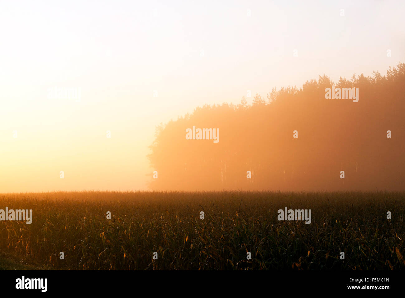 dawn sun , orange light Stock Photo - Alamy