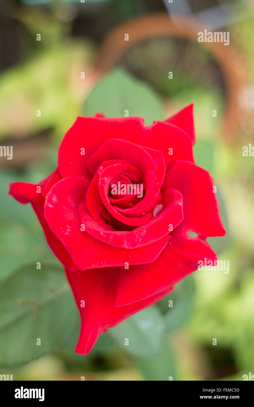 Beautiful red rose blooming in garden, stock photo Stock Photo - Alamy