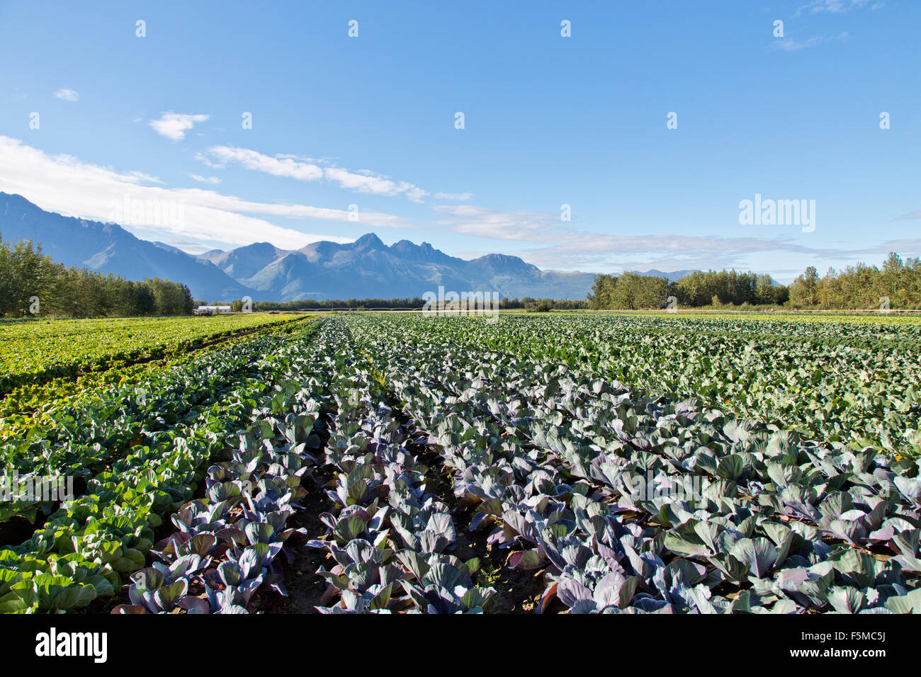 Alaska farming in matanuska valley hi-res stock photography and images ...