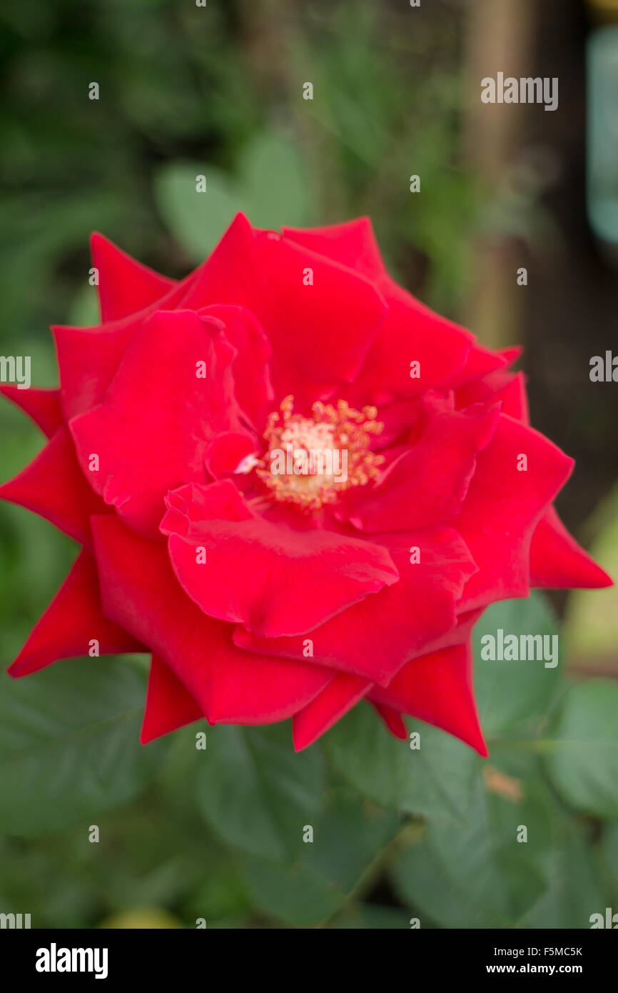 Beautiful red rose blooming in garden hi-res stock photography and ...
