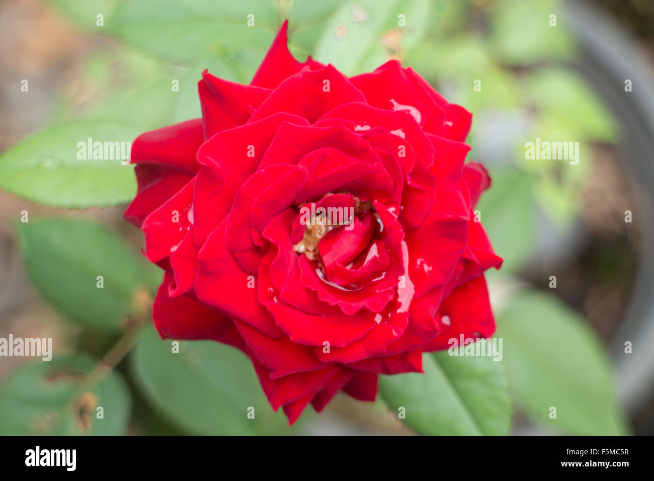 Beautiful red rose blooming in garden hi-res stock photography and ...