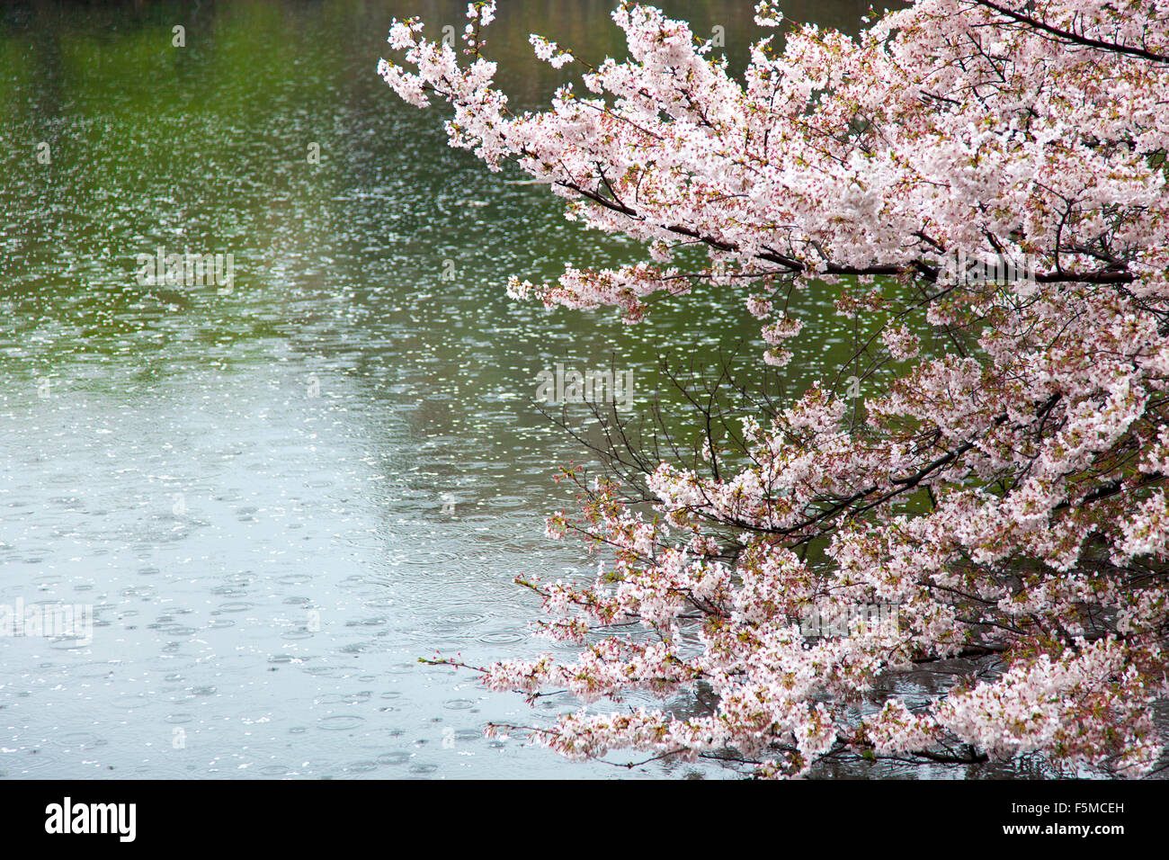 Sakura Tree Spelling