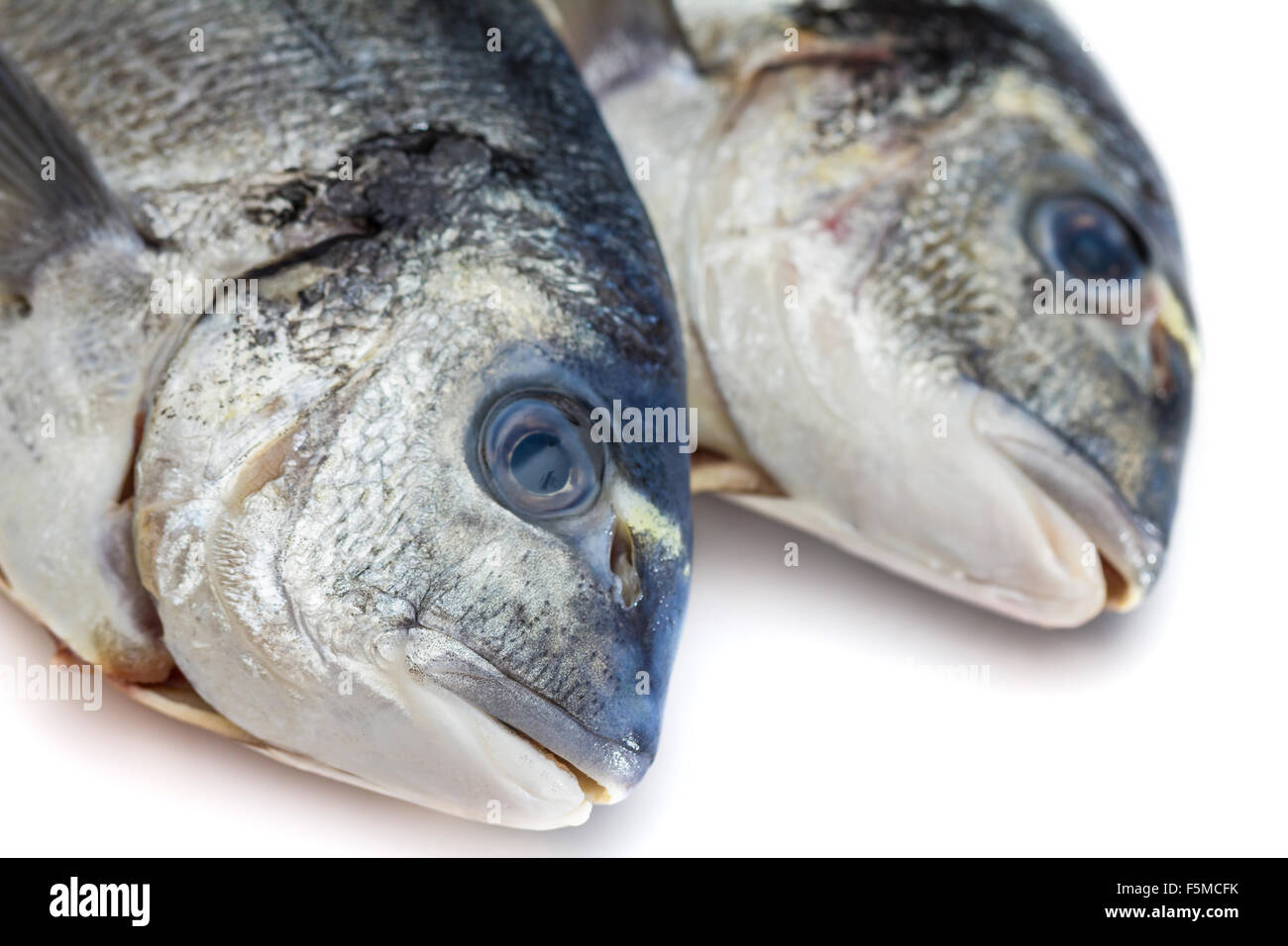 Bream fish isolated on white background Stock Photo - Alamy