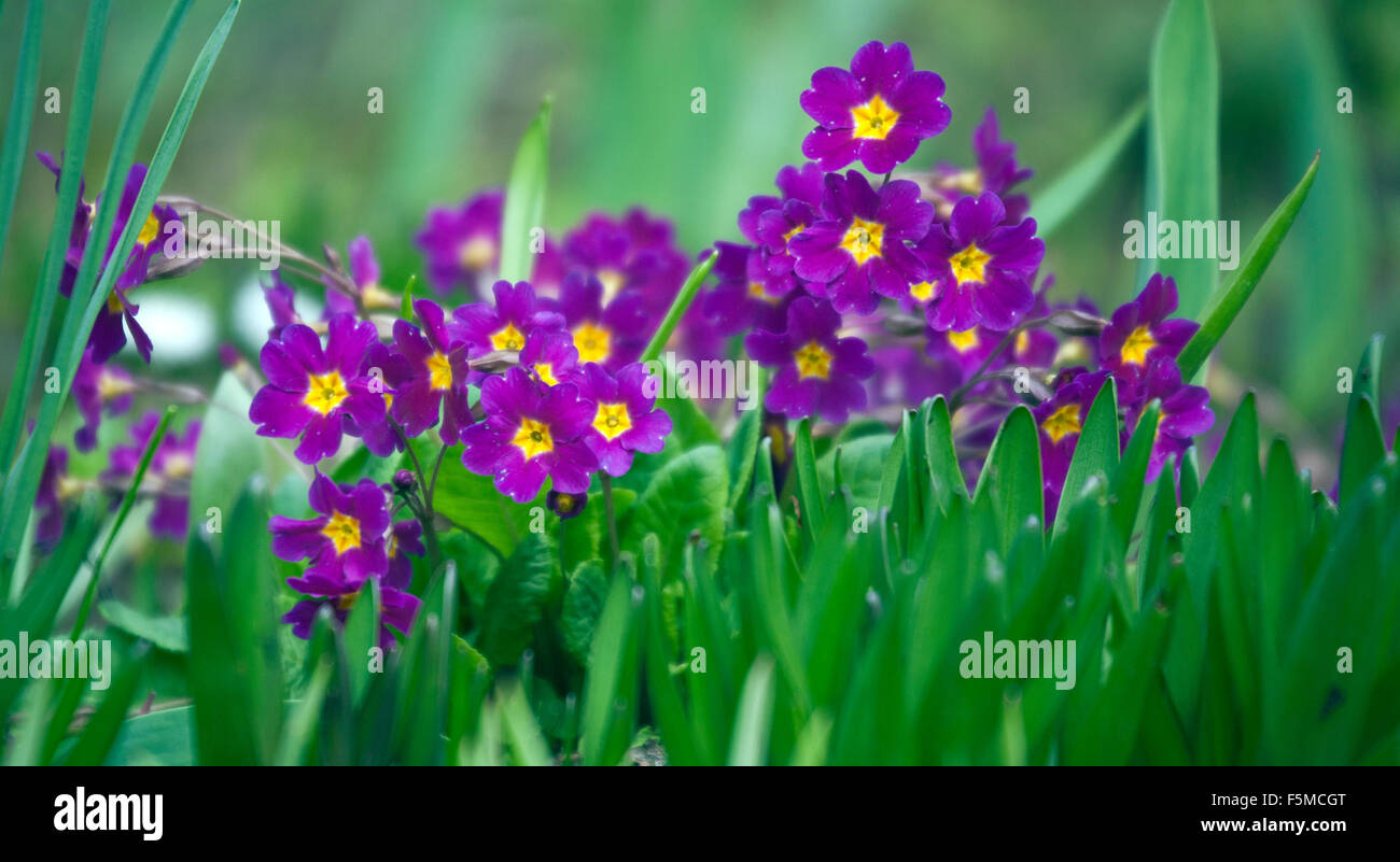 Primula veris -cowslip, common cowslip cowslip primrose; syn. Primula ...