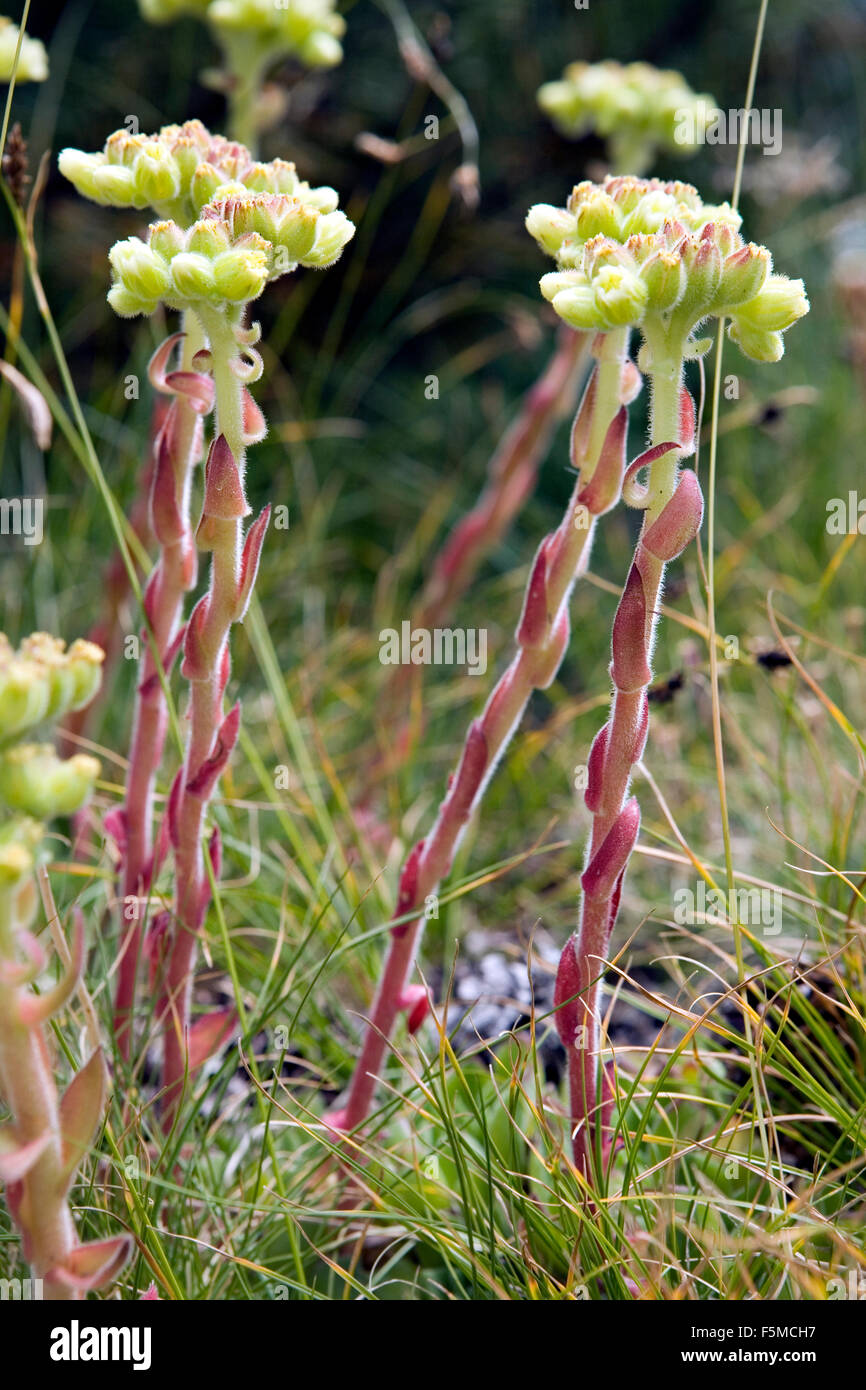 Alpine plants House-leek Sempervivum flowers Stock Photo - Alamy