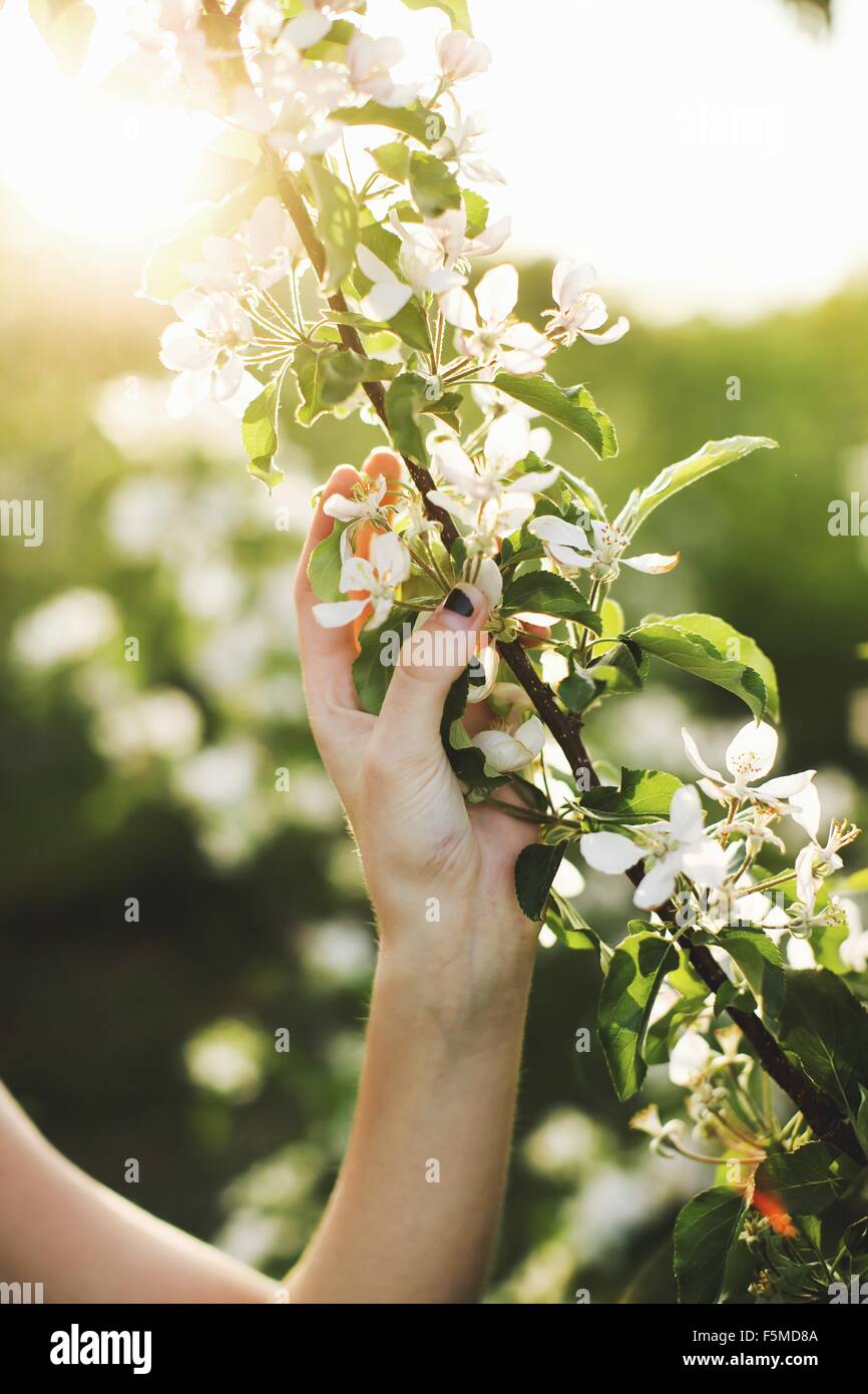 Cropped view of young womans hand touching tree branch covered in ...