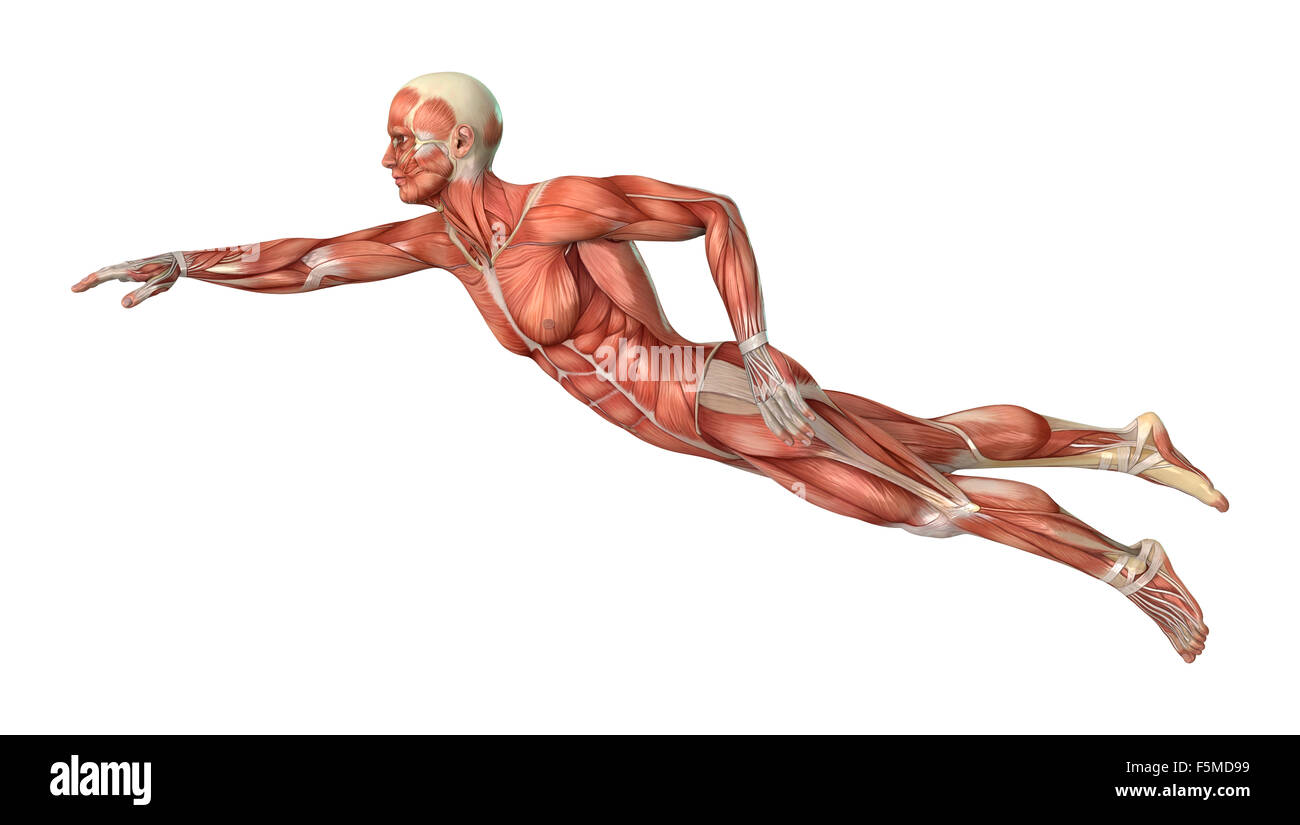 3D digital render of a male figure with muscle maps isolated on white ...