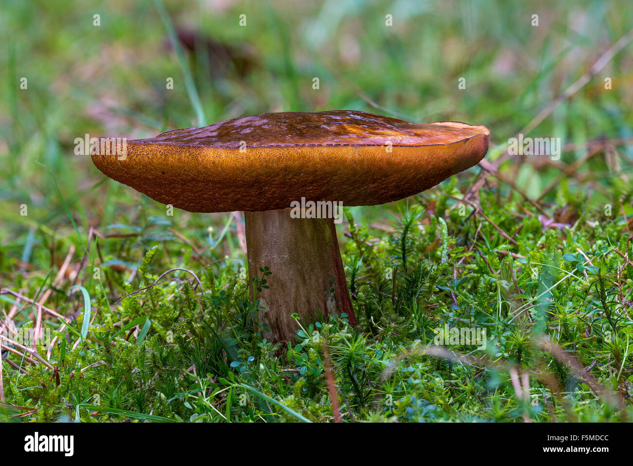 Neoboletus luridiformis hi-res stock photography and images - Alamy