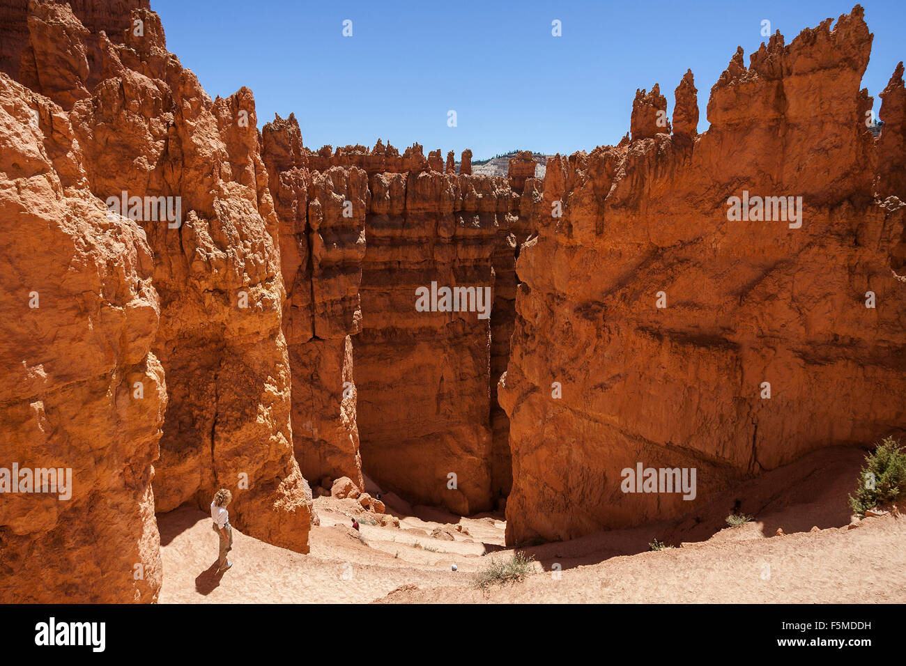 Coloured rock formations, fairy chimneys, Navajo Loop Trail, Bryce ...