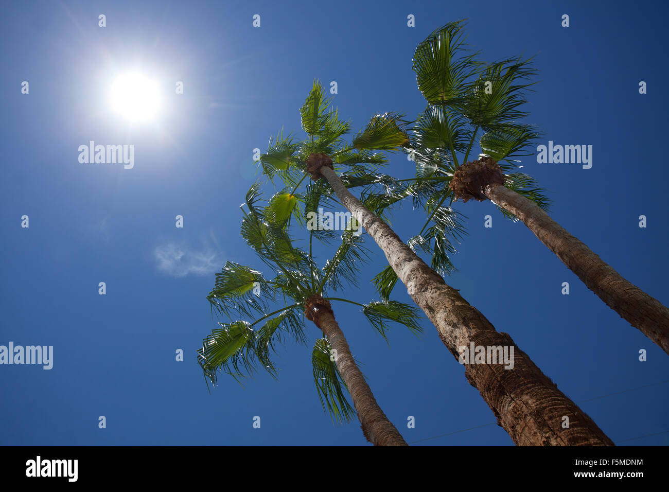 Three palm tress and sun Stock Photo - Alamy